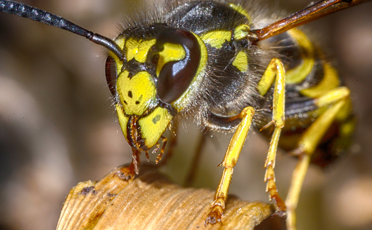 Writing Prompt: Yellow Jacket | Elaine Burnes